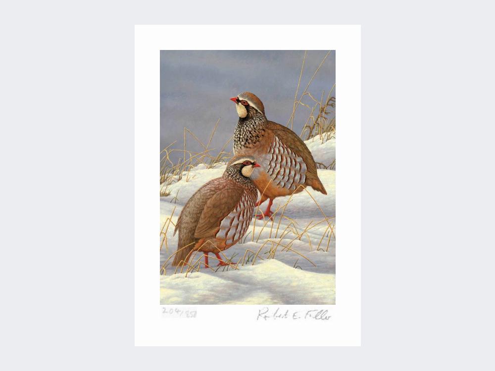 Red Legged Partridges in Snow | Limited Edition Art Print – Robert E Fuller