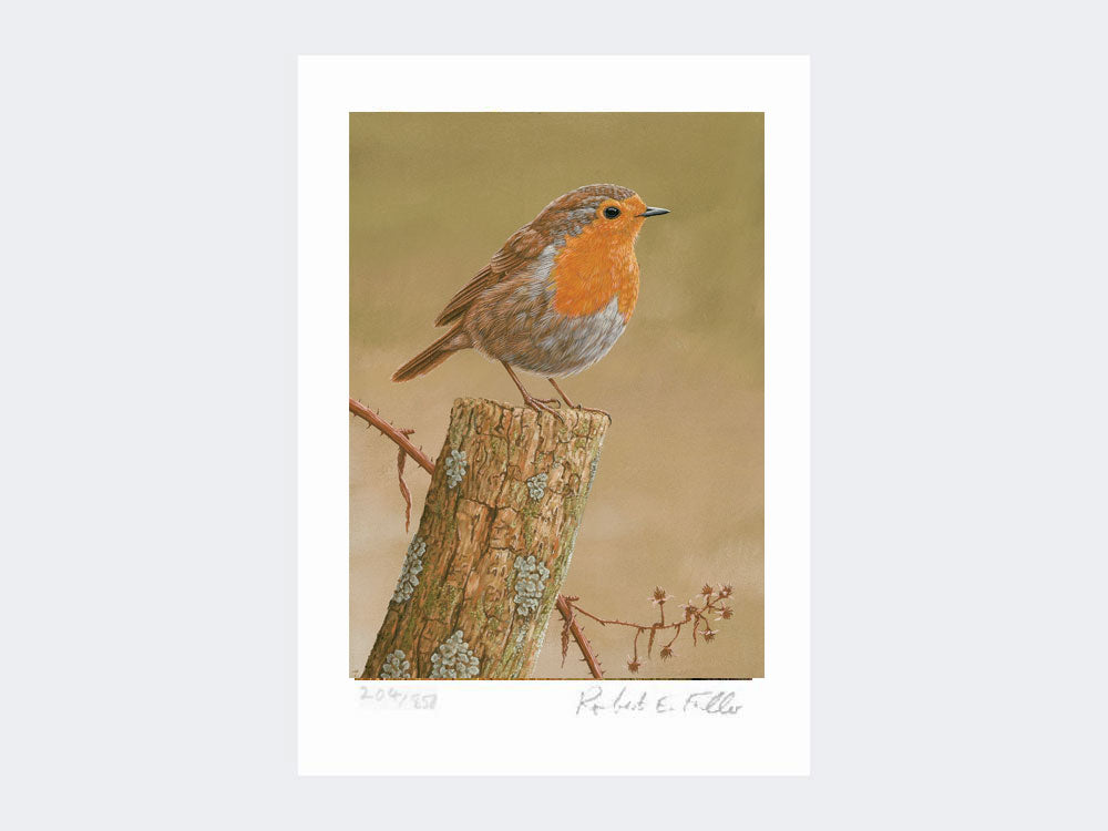 Robin on Post - Limited Edition Print – Robert E Fuller