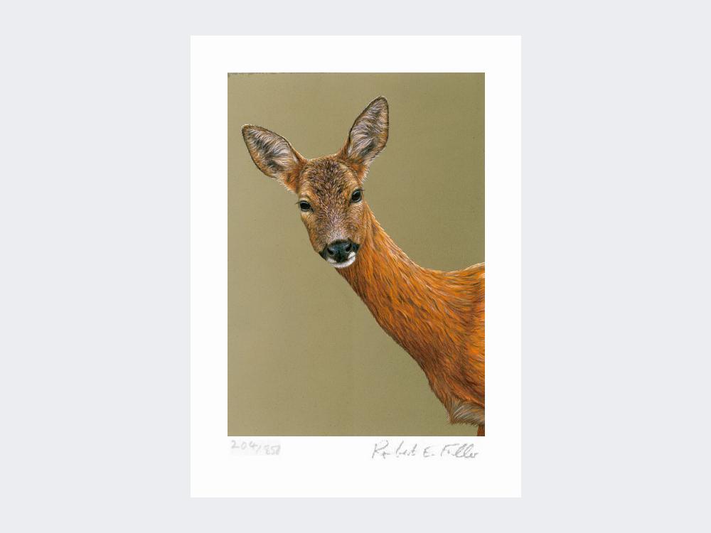 Roe Doe Deer Print - Limited Edition Print – Robert E Fuller