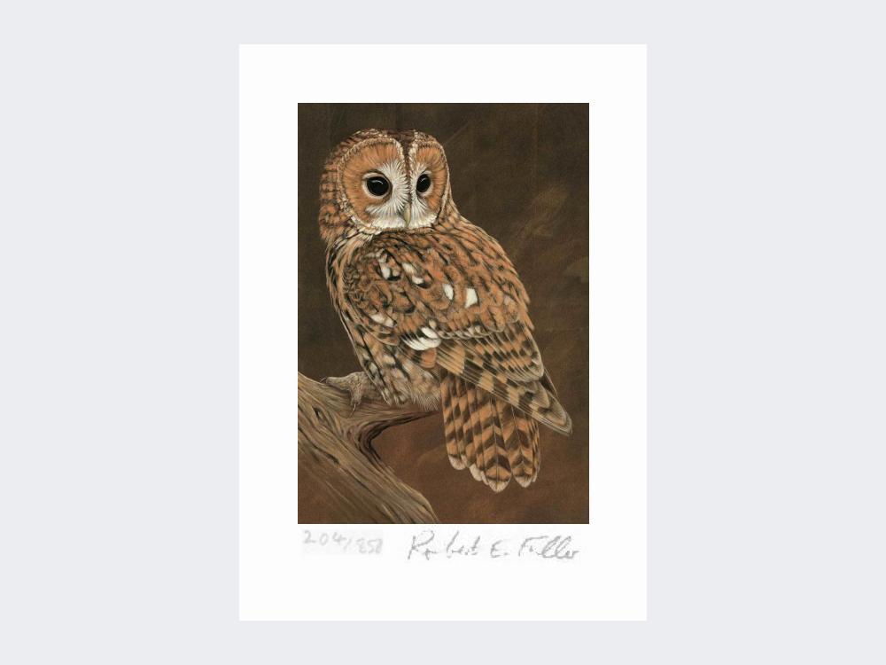 Tawny Owl on Lookout - Limited Edition Print – Robert E Fuller