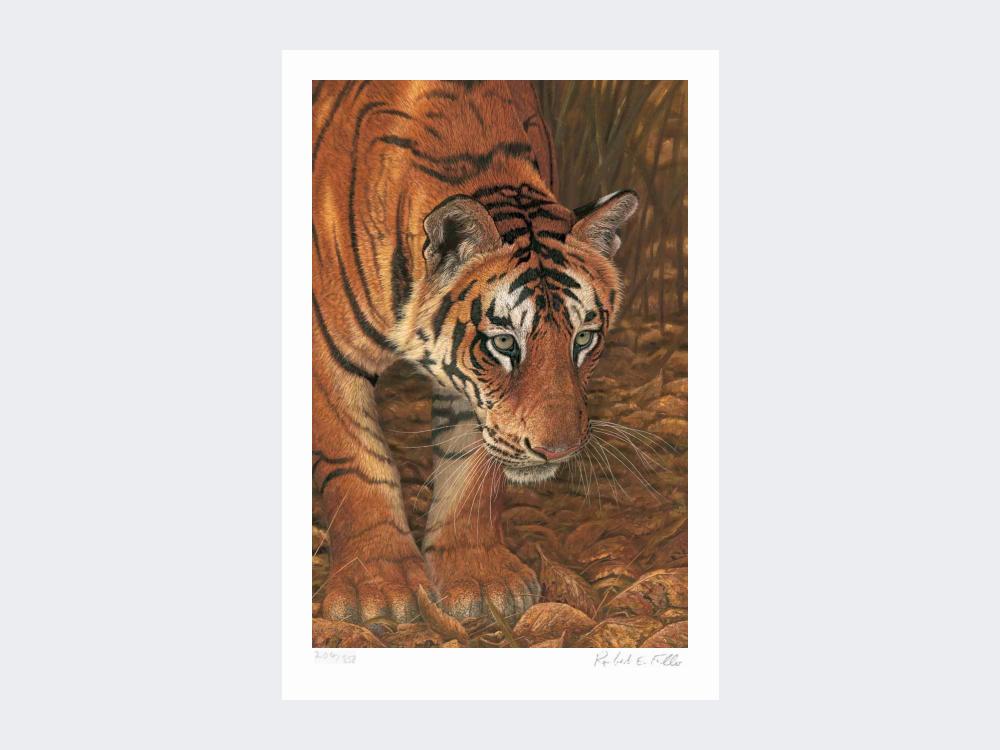 Tiger out of the Shadows - Wildlife Print – Robert E Fuller