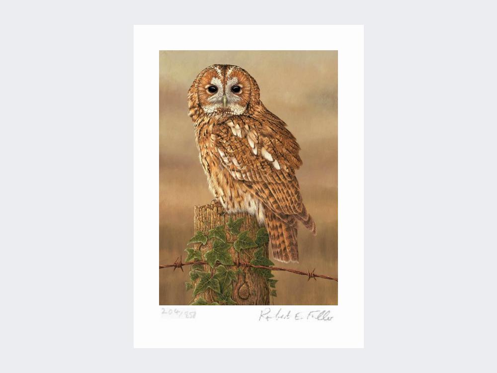 Watchful Tawny Owl - Limited Edition Print – Robert E Fuller