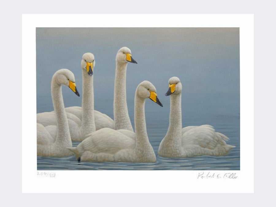 Whooper Swans - Limited Edition Print %%sep%% %%sitename%% – Robert E ...