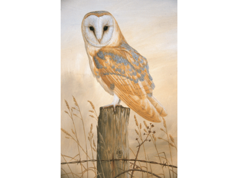 Barn Owl on Fence Post Small Greetings Cards – Robert E Fuller